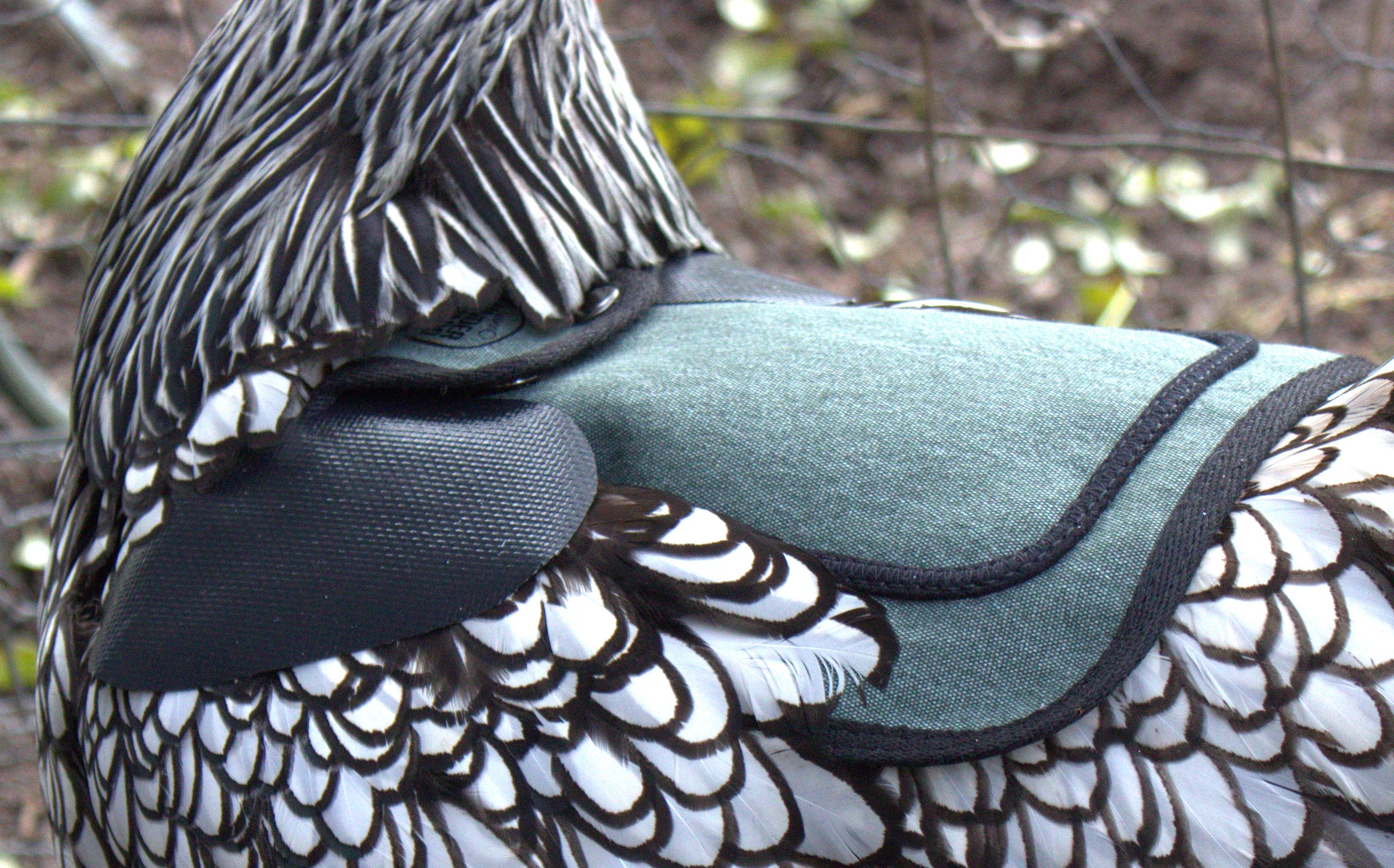 Standard-Size Chicken Saddle – Down Under Outdoors