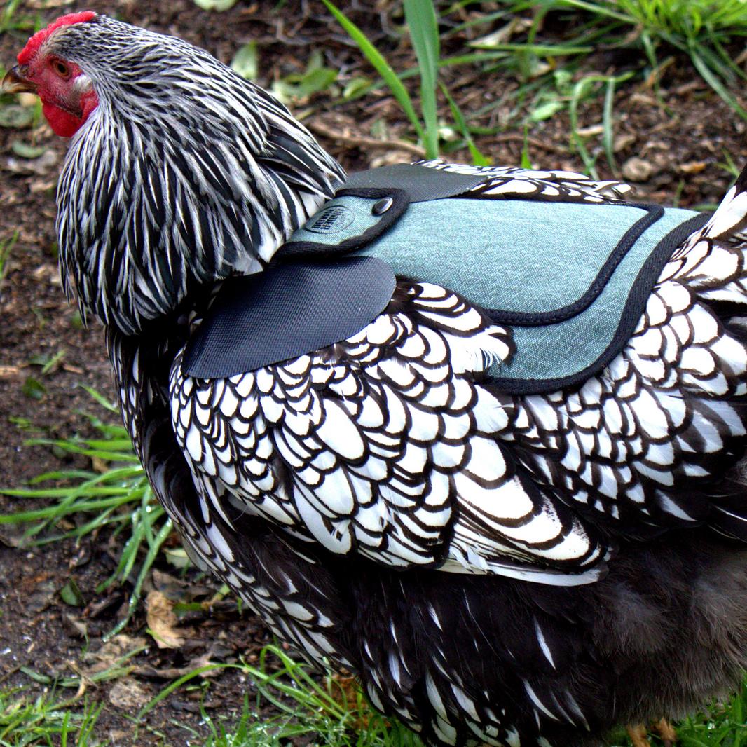 Extra Large Chicken Saddle – Down Under Outdoors