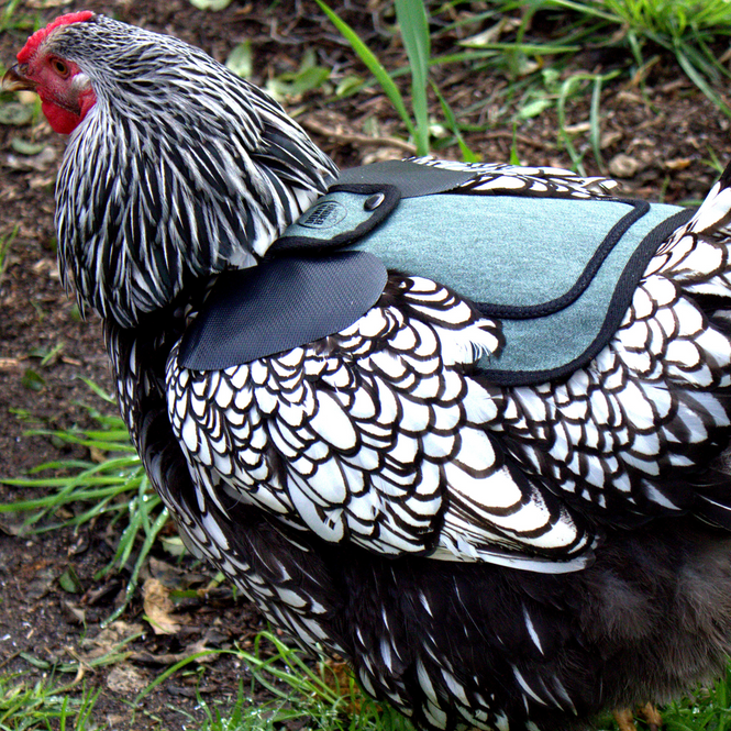 Extra Large Chicken Saddle – Down Under Outdoors